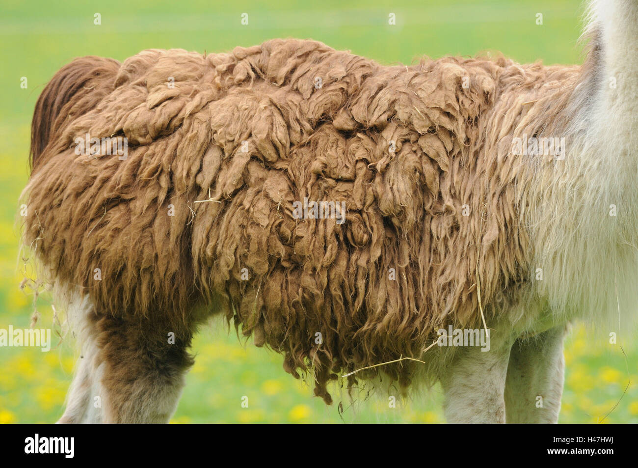 Llama, lama glama, hide, body, belly, detail Stock Photo - Alamy