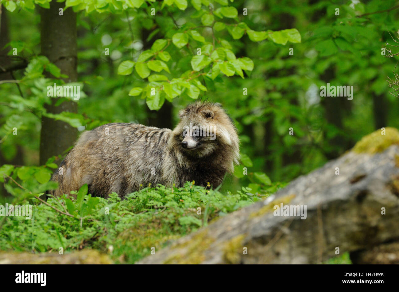 Raccoon dog, Nyctereutes procyonoides, meadow, side view, standing ...