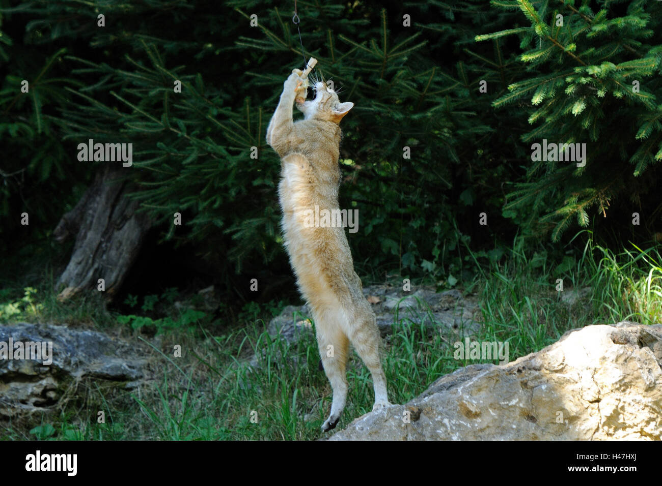 European wildcat meadow hi-res stock photography and images - Alamy