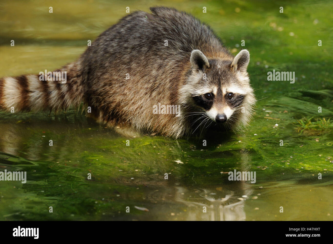 Racoon, Procyon lotor, water, side view, standing, looking at camera ...