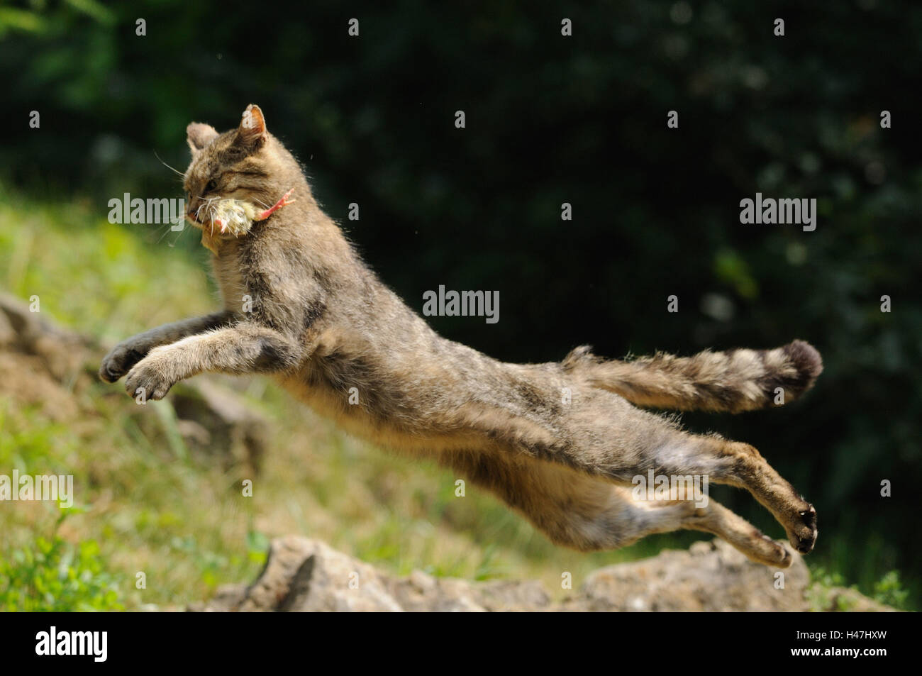 European wildcat, Felis silvestris silvestris, side view, jumping, prey ...