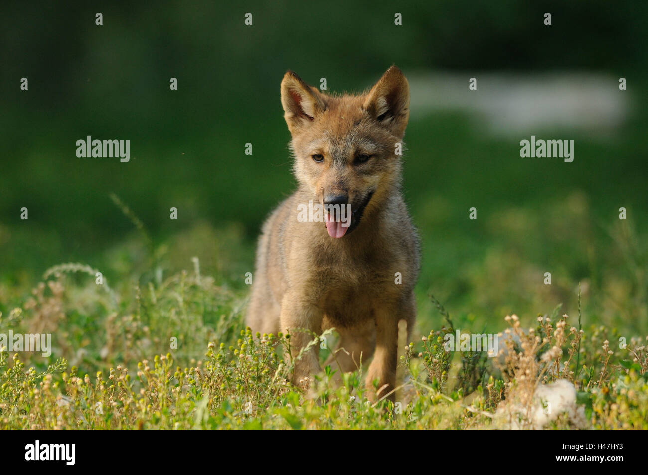 Timberwolf canis lupus lycaon head on hi-res stock photography and ...