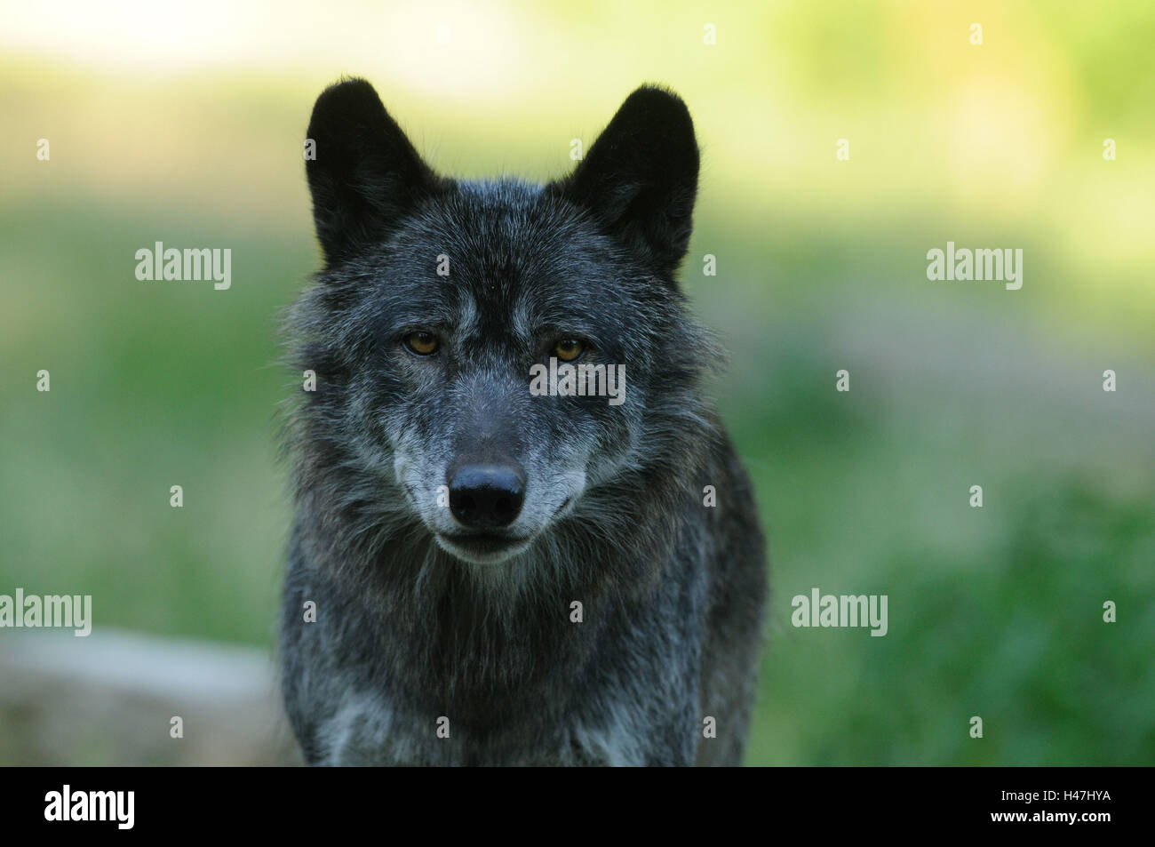 Wolf portrait canis lupus camera hi-res stock photography and images ...