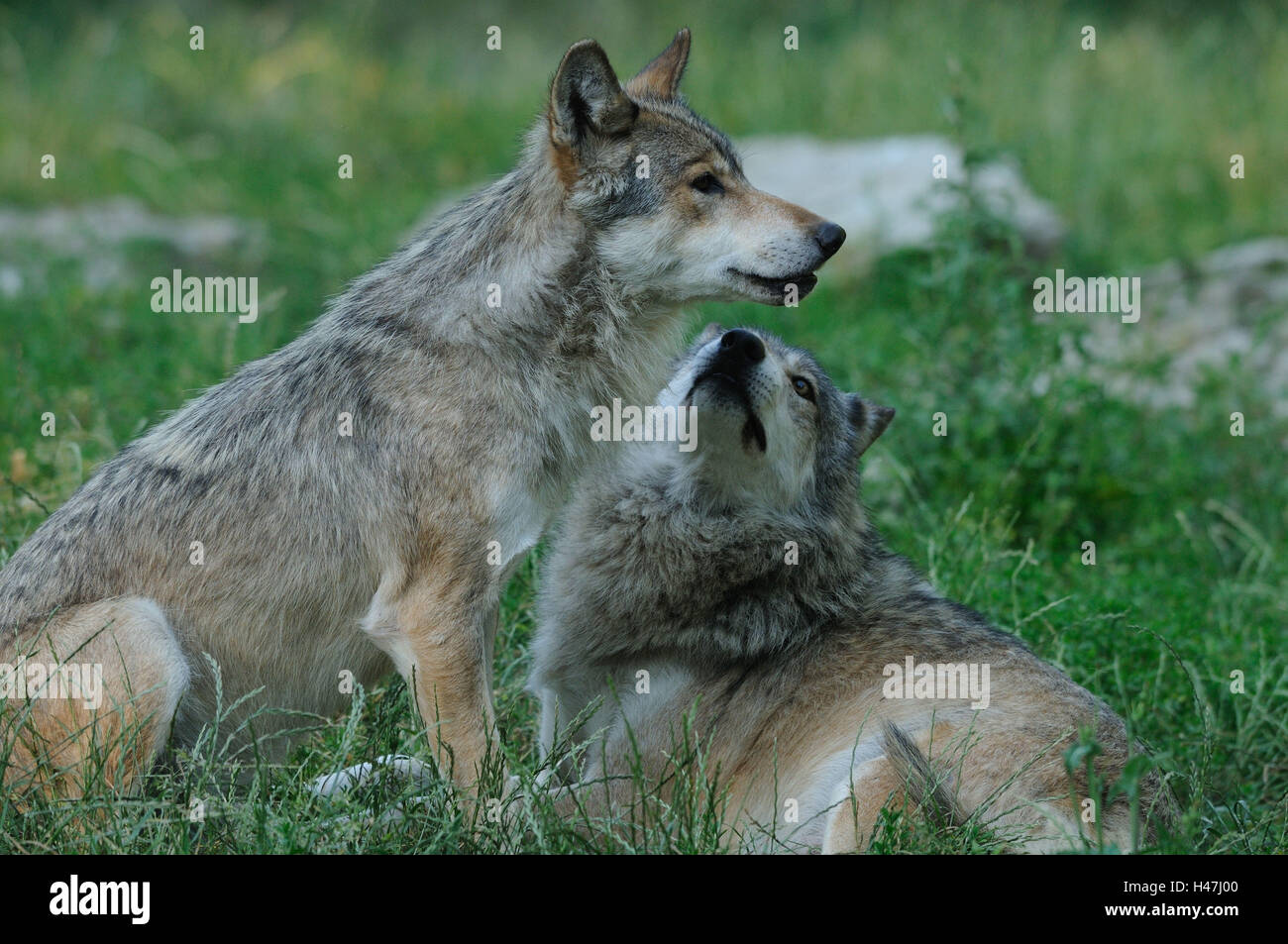 Eastern timber wolves, Canis lupus lycaon, meadow, side view Stock ...