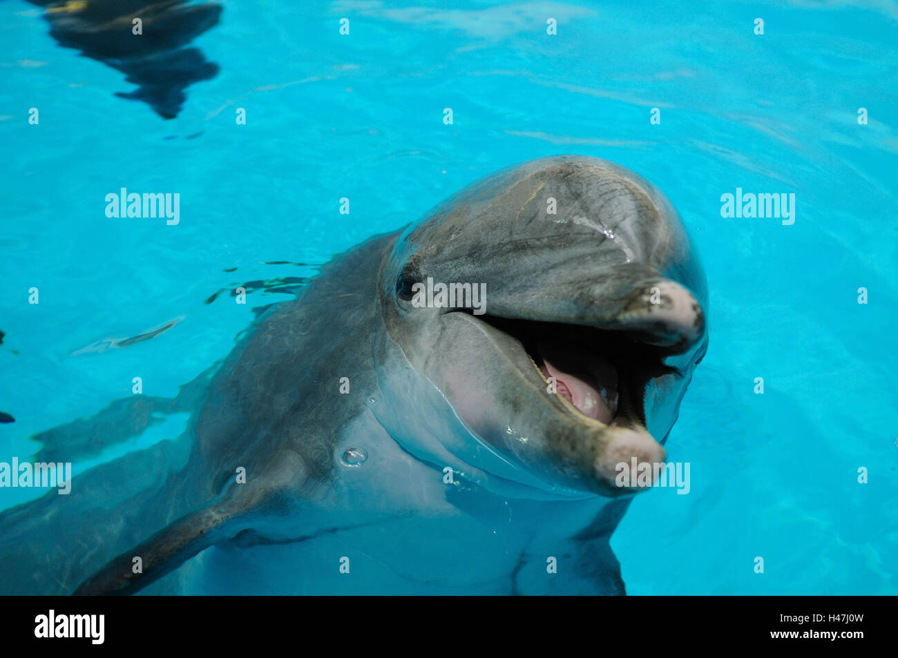 Common bottlenose dolphin, Tursiops truncatus, portrait, water, front ...