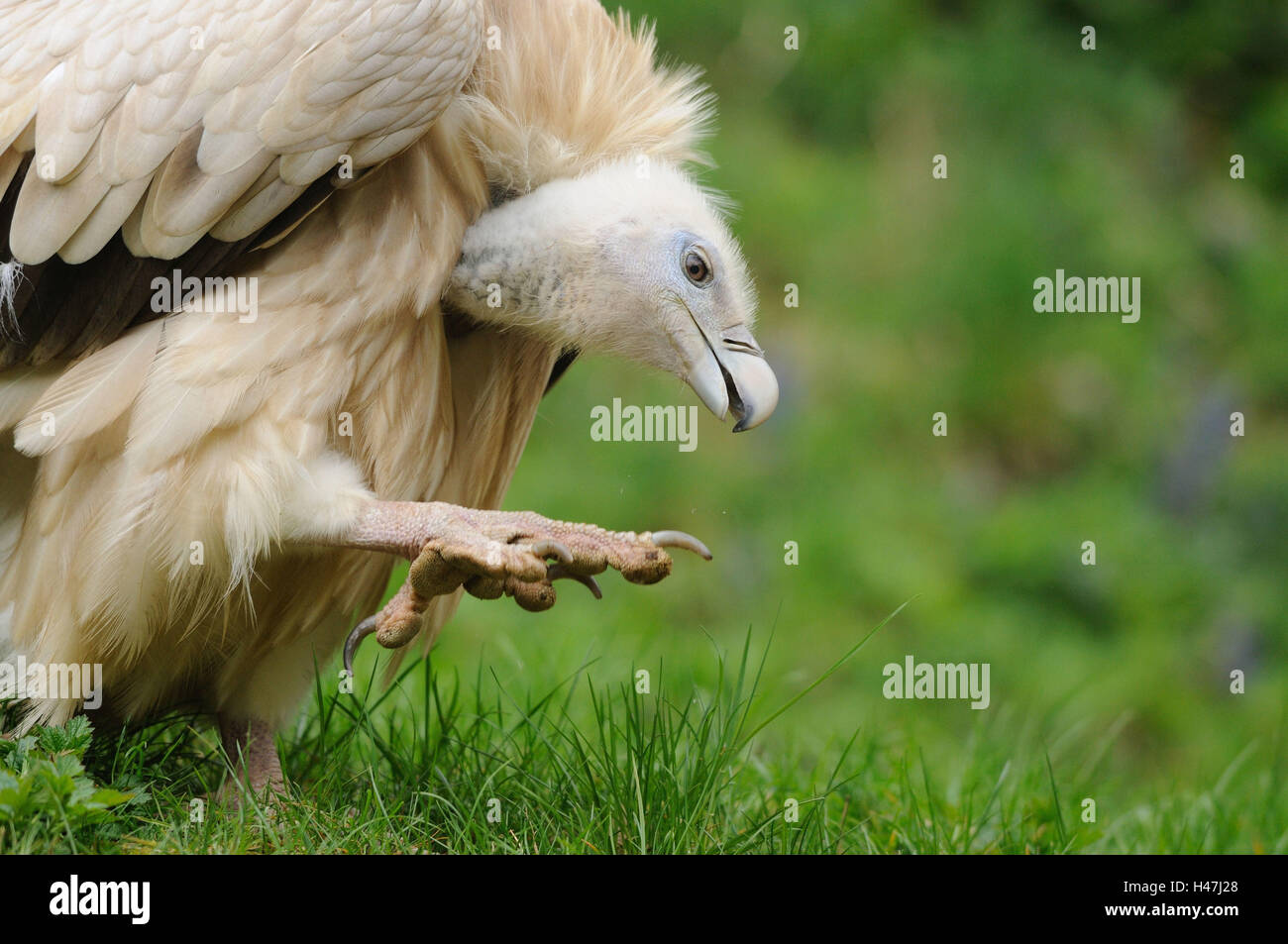 Vulture looking to the side hi-res stock photography and images - Alamy