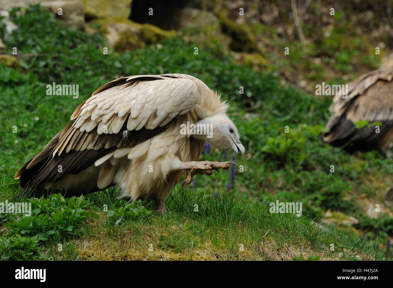 Side view wild griffon hi-res stock photography and images - Alamy