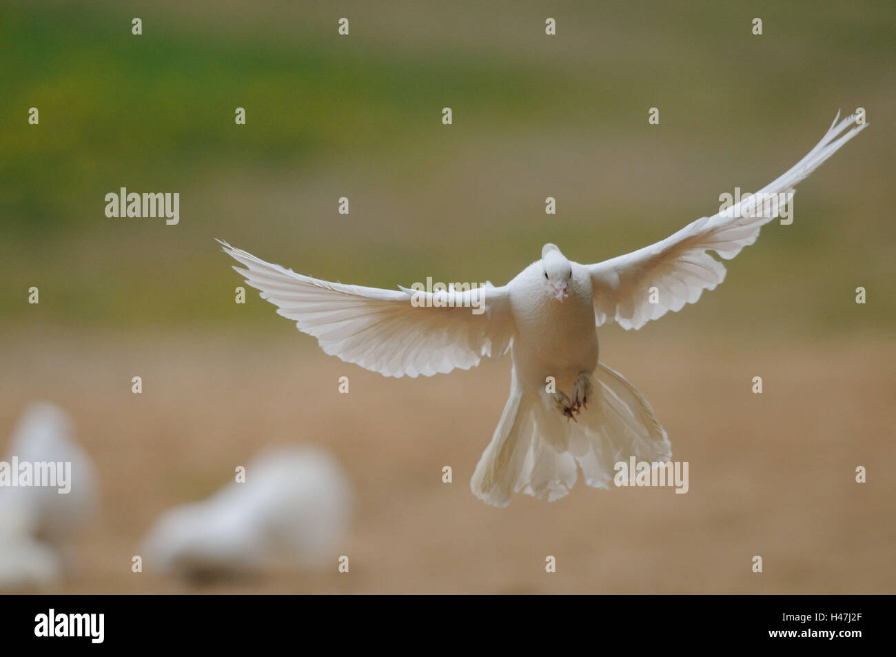White pigeon, Columbidae, front view, flying, Looking at camera, focus ...