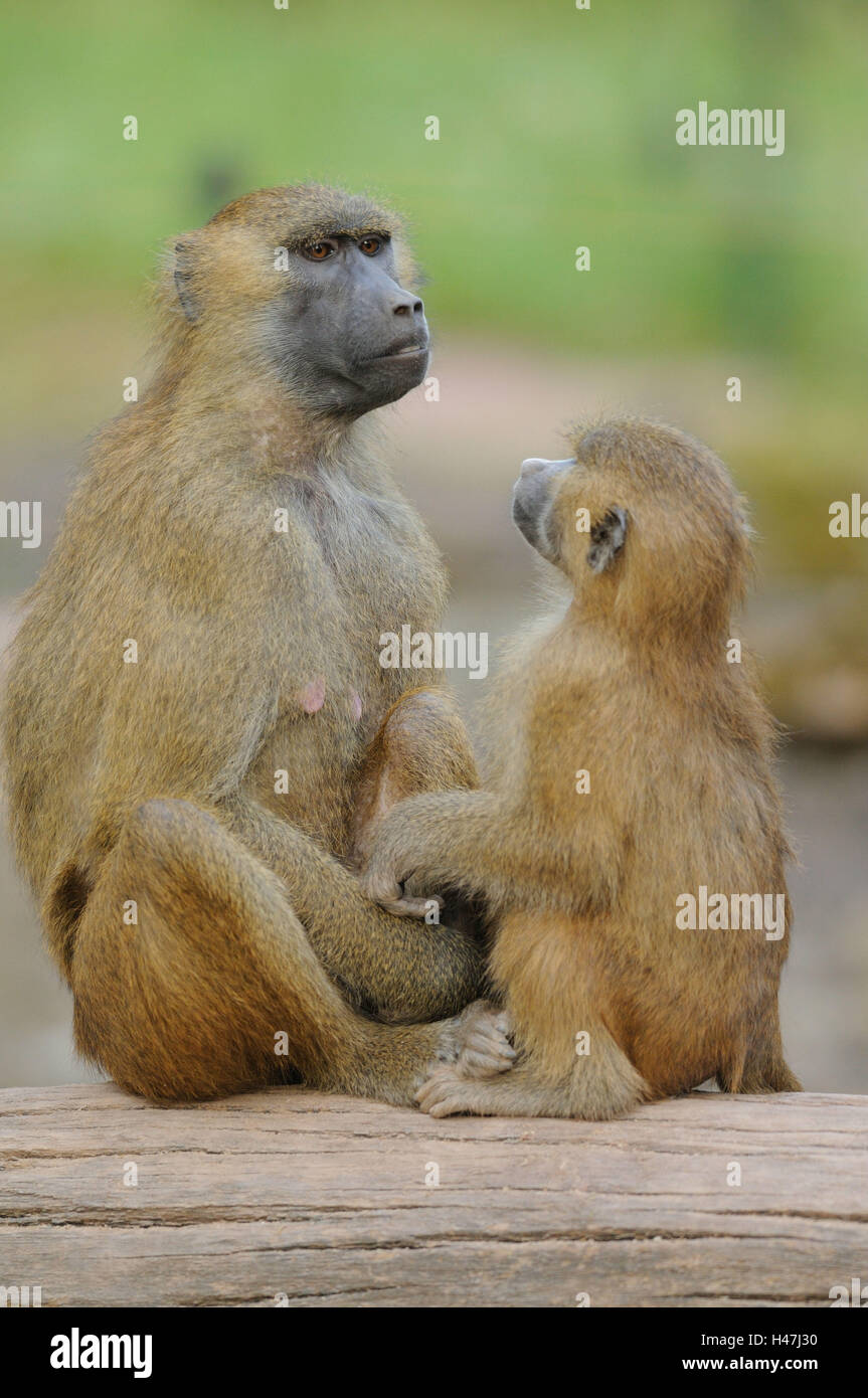Side view baby monkey on hi-res stock photography and images - Alamy