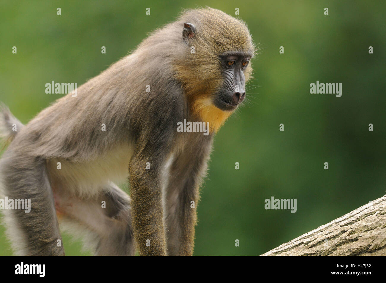 Mandrill portrait hi-res stock photography and images - Alamy