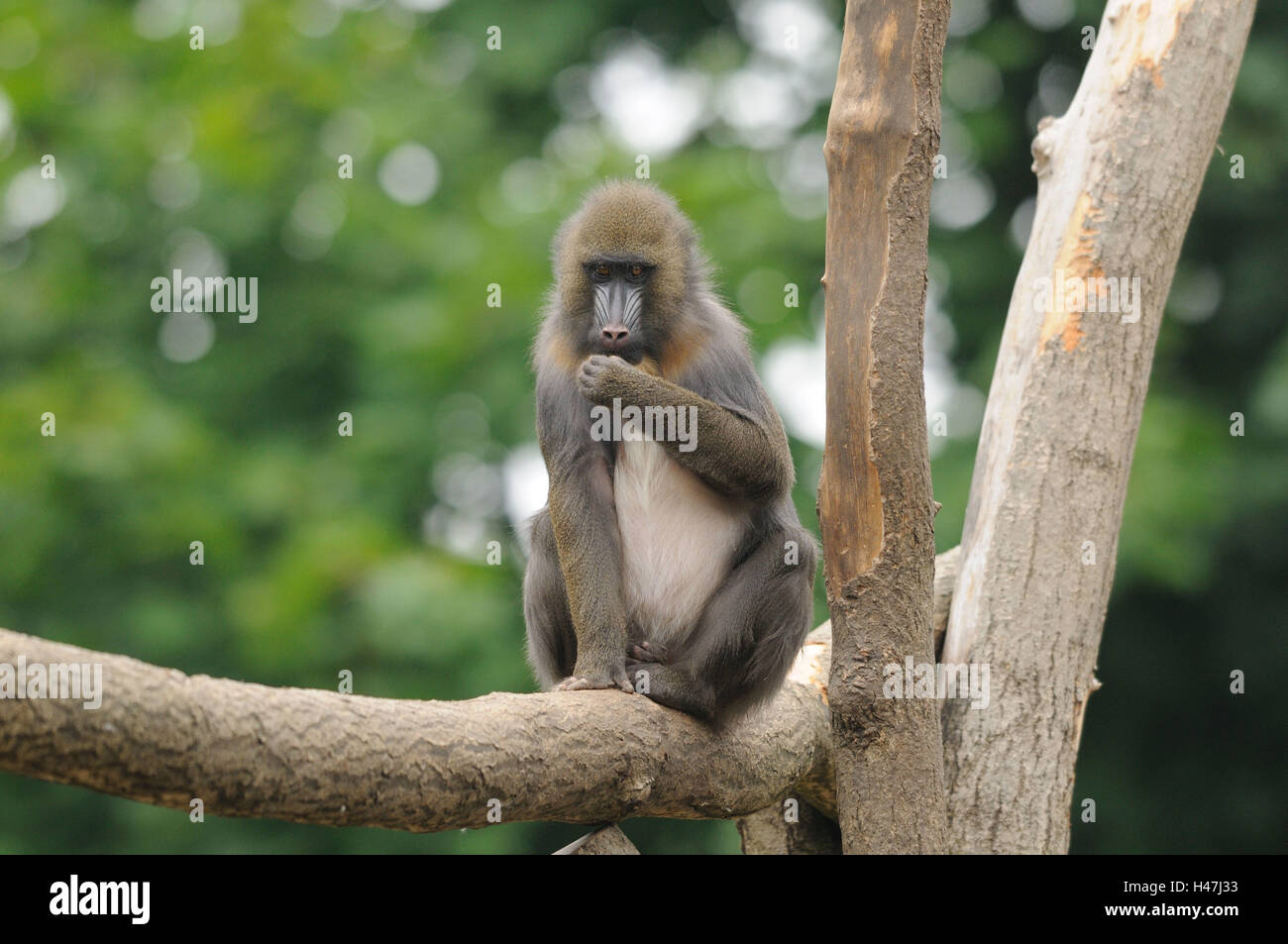Mandrill, Mandrillus sphinx, front view, sitting, Looking at camera ...