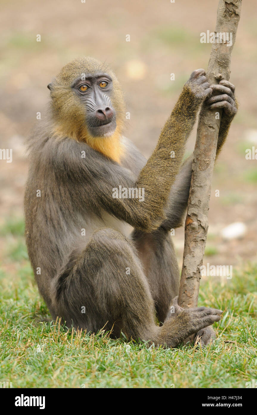 Mandrill, Mandrillus sphinx, side view, sitting, Looking at camera ...