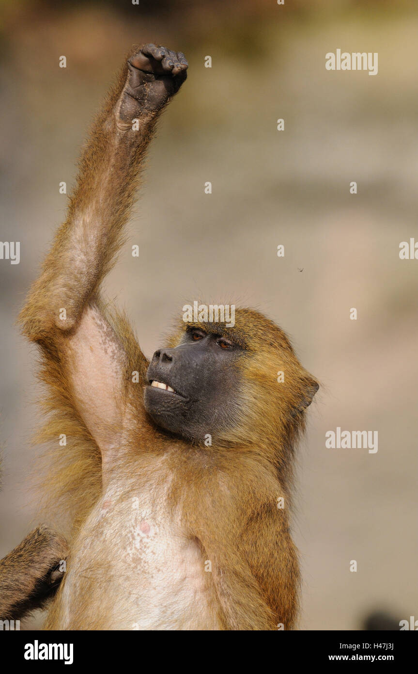 Baboon hand hi-res stock photography and images - Alamy