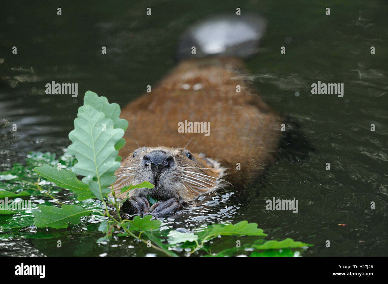 European beaver, Castor fiber, water, front view, swimming, oak leaves ...