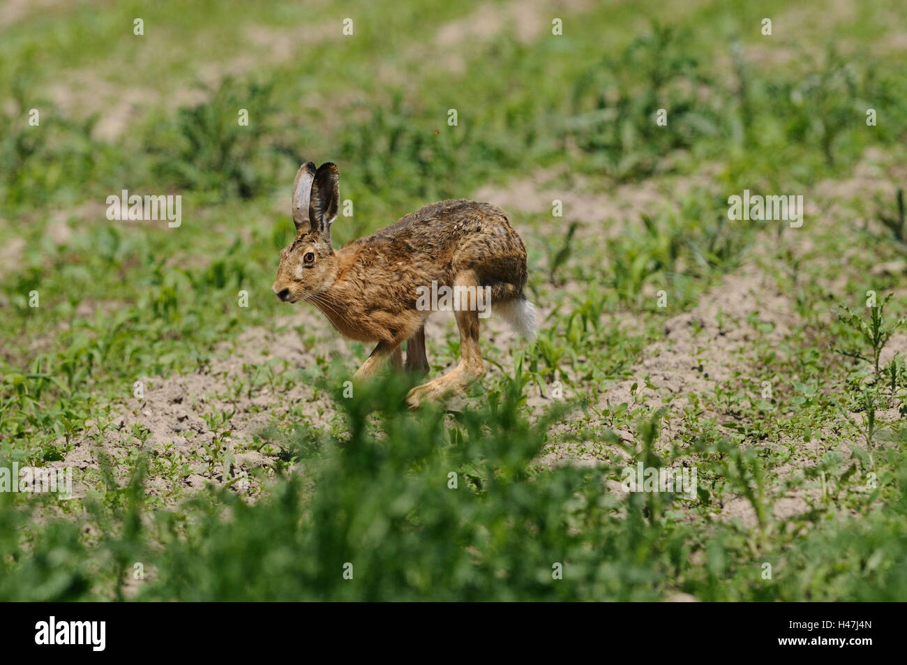 Maize annex hi-res stock photography and images - Alamy