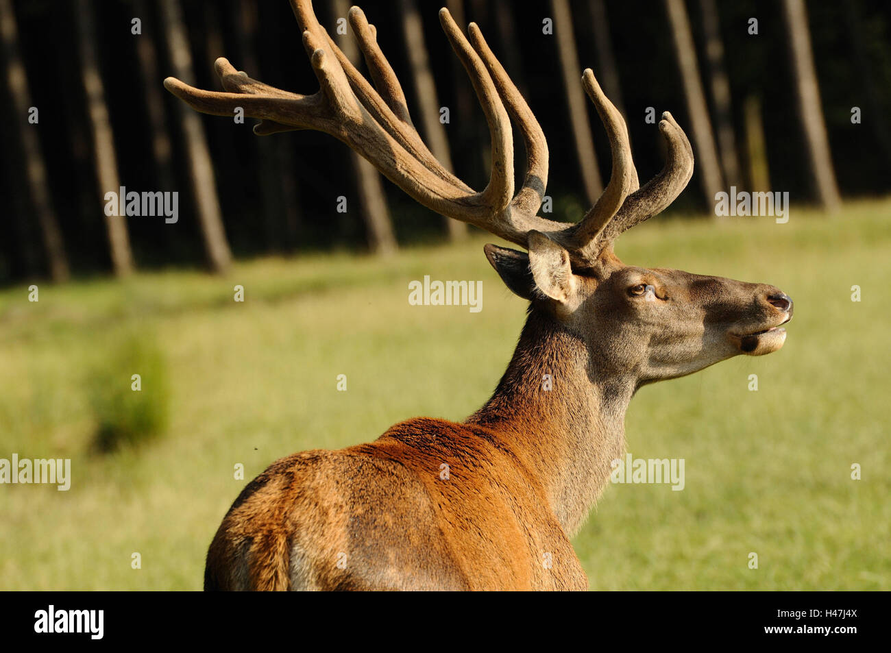 Portrait adult red deer hi-res stock photography and images - Alamy