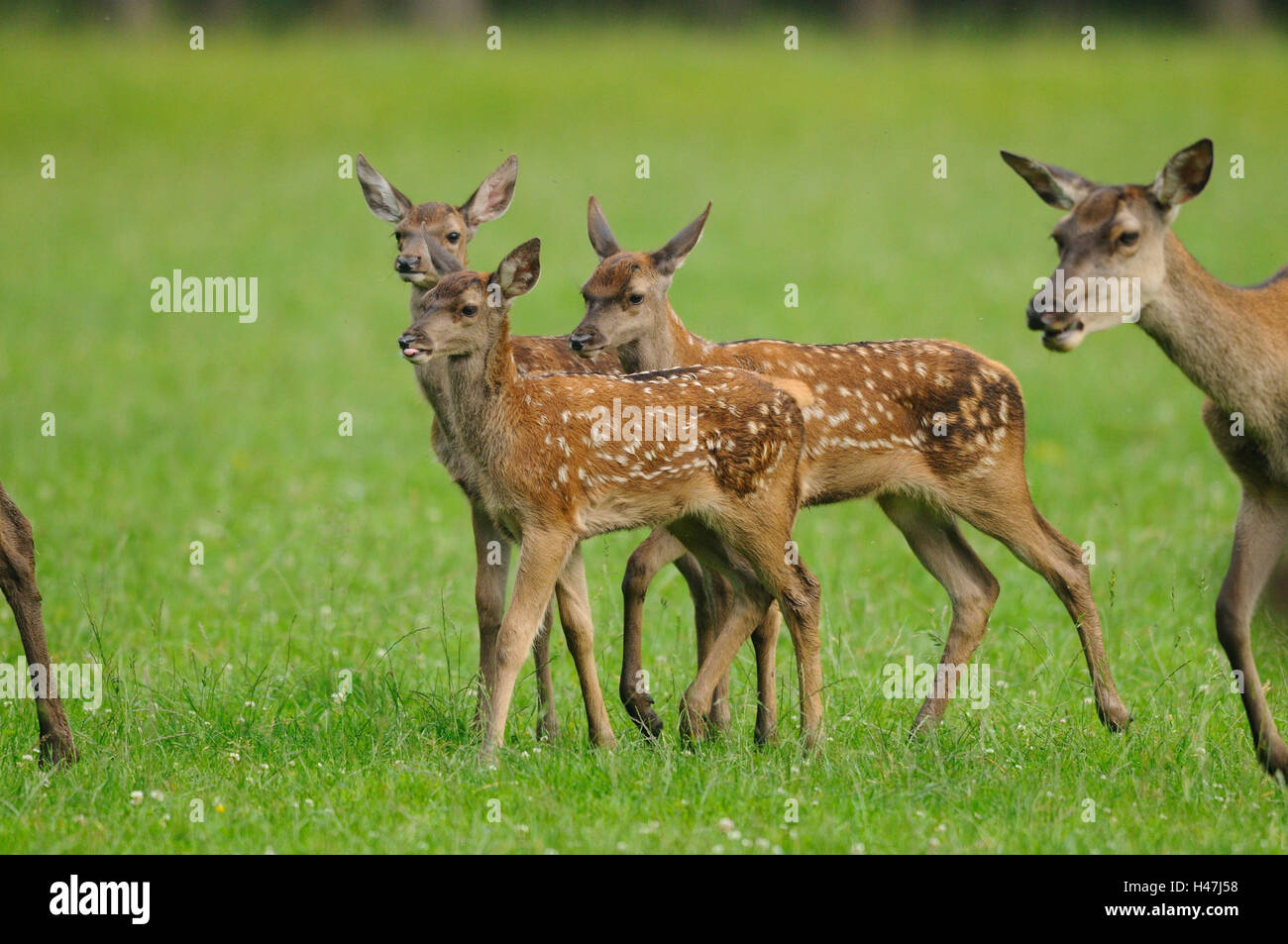 Mother deer fawns hi-res stock photography and images - Alamy