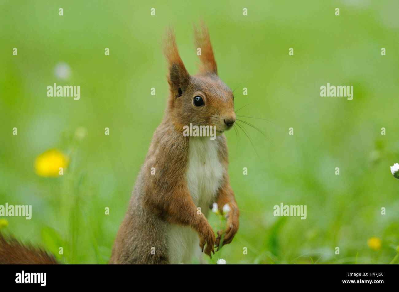 Red squirrel, Sciurus vulgaris, half portrait, meadow, side view ...