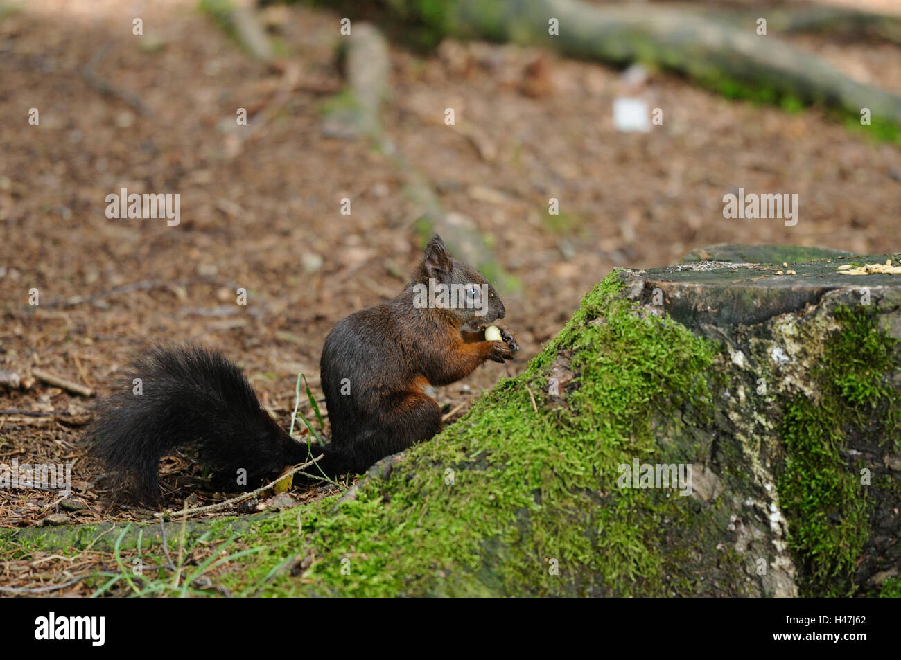 Red squirrel, Sciurus vulgaris, trunk, forest floor, side view, sitting ...