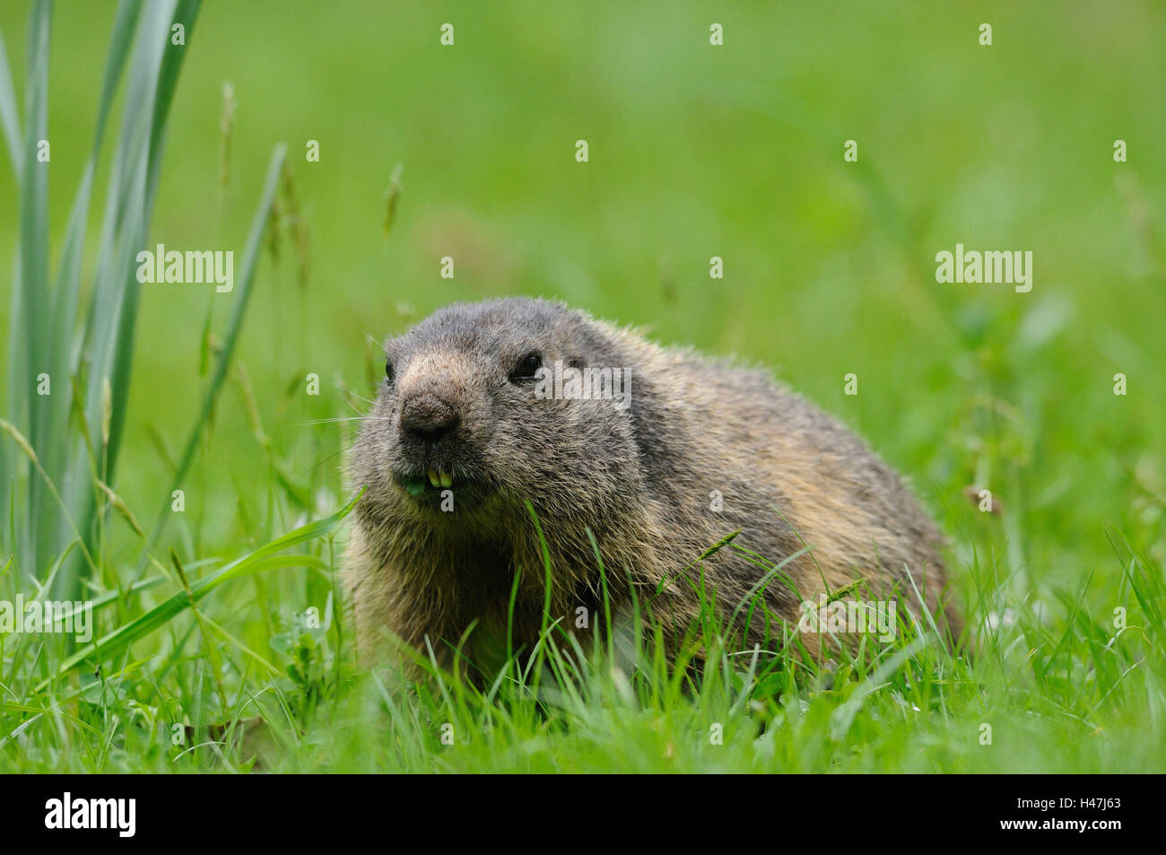 Alpine marmot, Marmota marmota, meadow, front view, standing, looking ...
