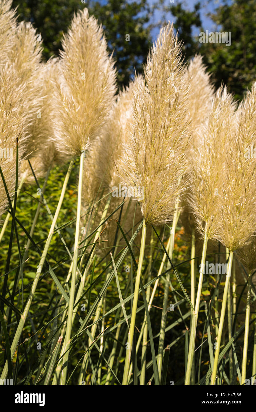 Pampas grass plant from below, looking up golden in the morning ...