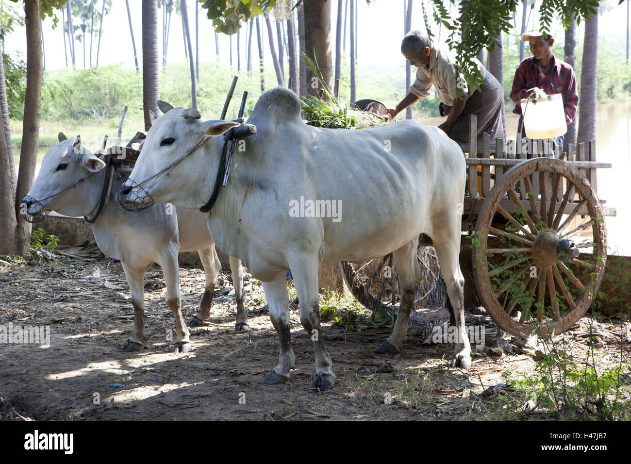 Myanmar, ox's carts on the river Stock Photo - Alamy