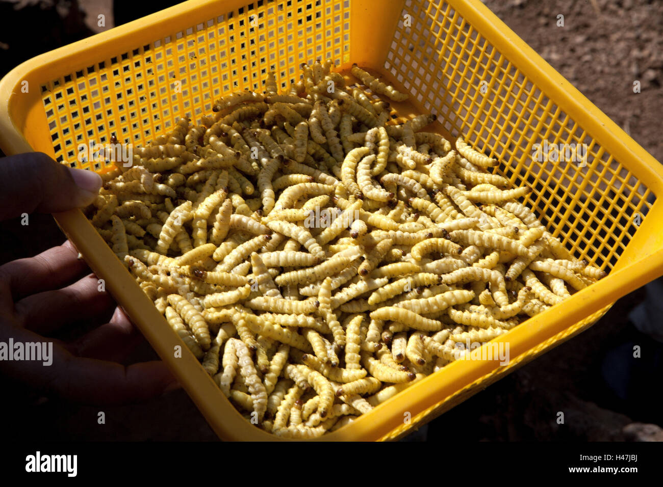 Maggots hi-res stock photography and images - Alamy