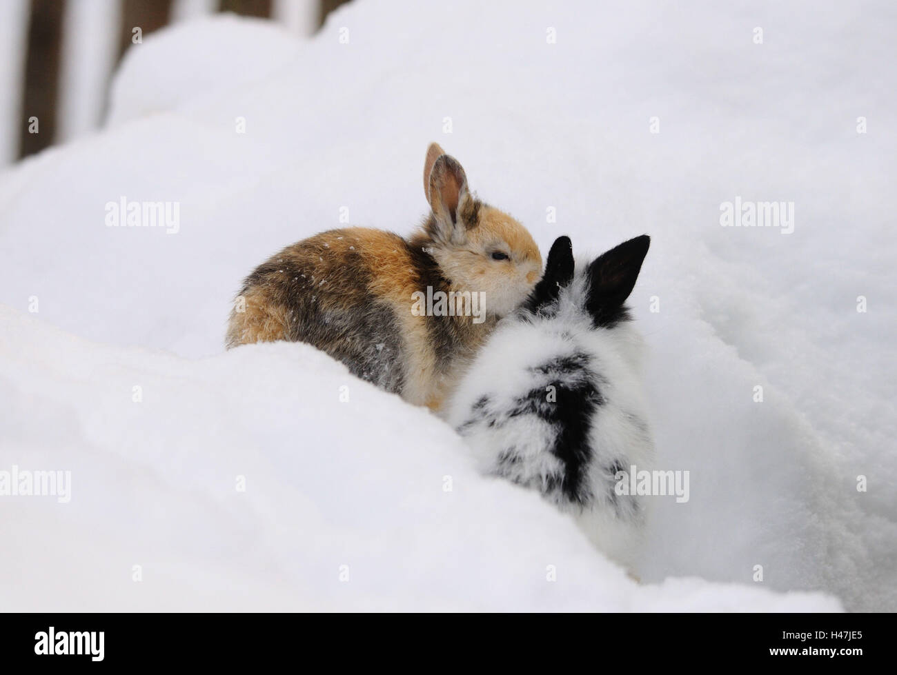 House rabbits, Oryctolagus cuniculus forma domestica, young animals ...
