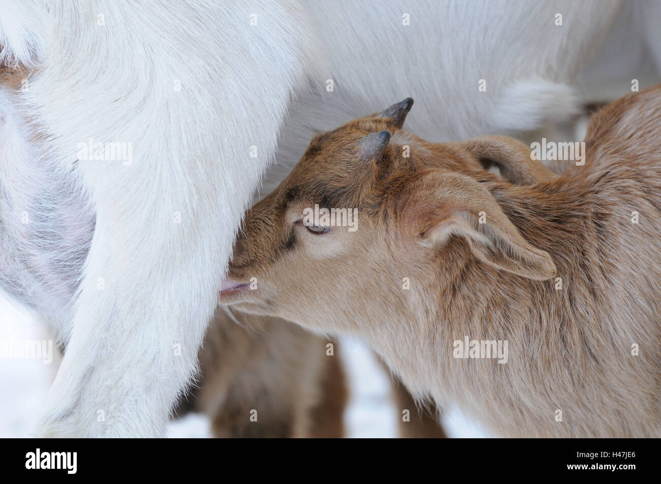 Boer goat, young animal, portrait, side view Stock Photo - Alamy