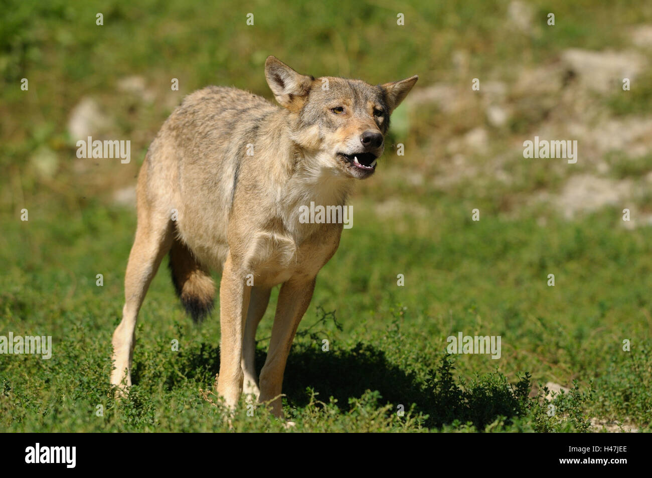 Timberwolf canis lupus lycaon head on hi-res stock photography and ...