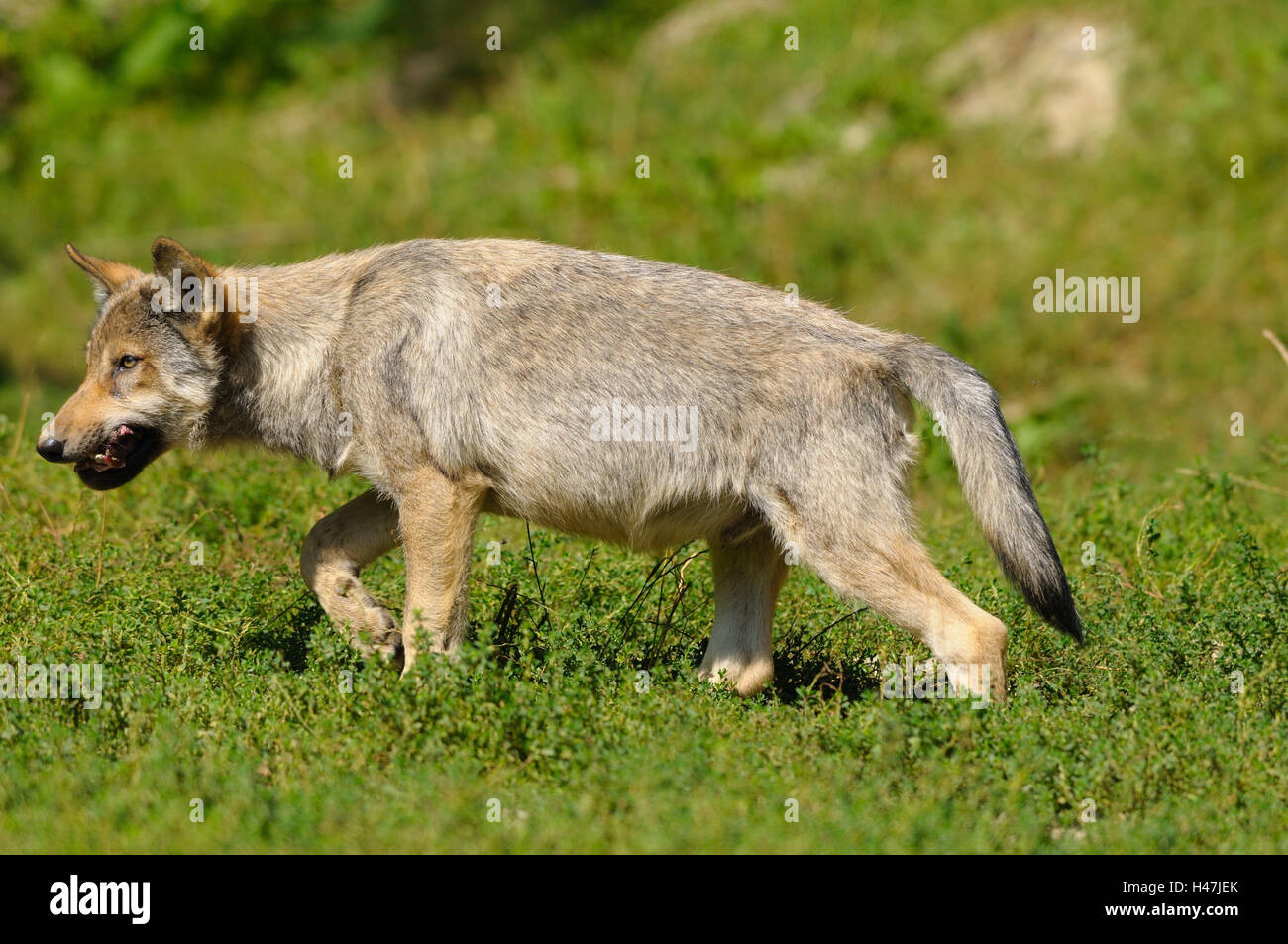 Timberwolf, Canis lupus lycaon, puppy, meadow, side view, run, Germany ...