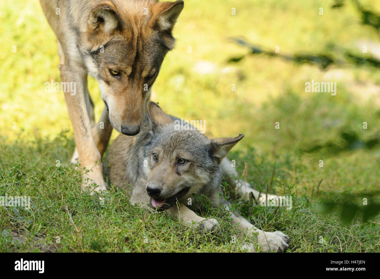 Wolf curled up hi-res stock photography and images - Alamy
