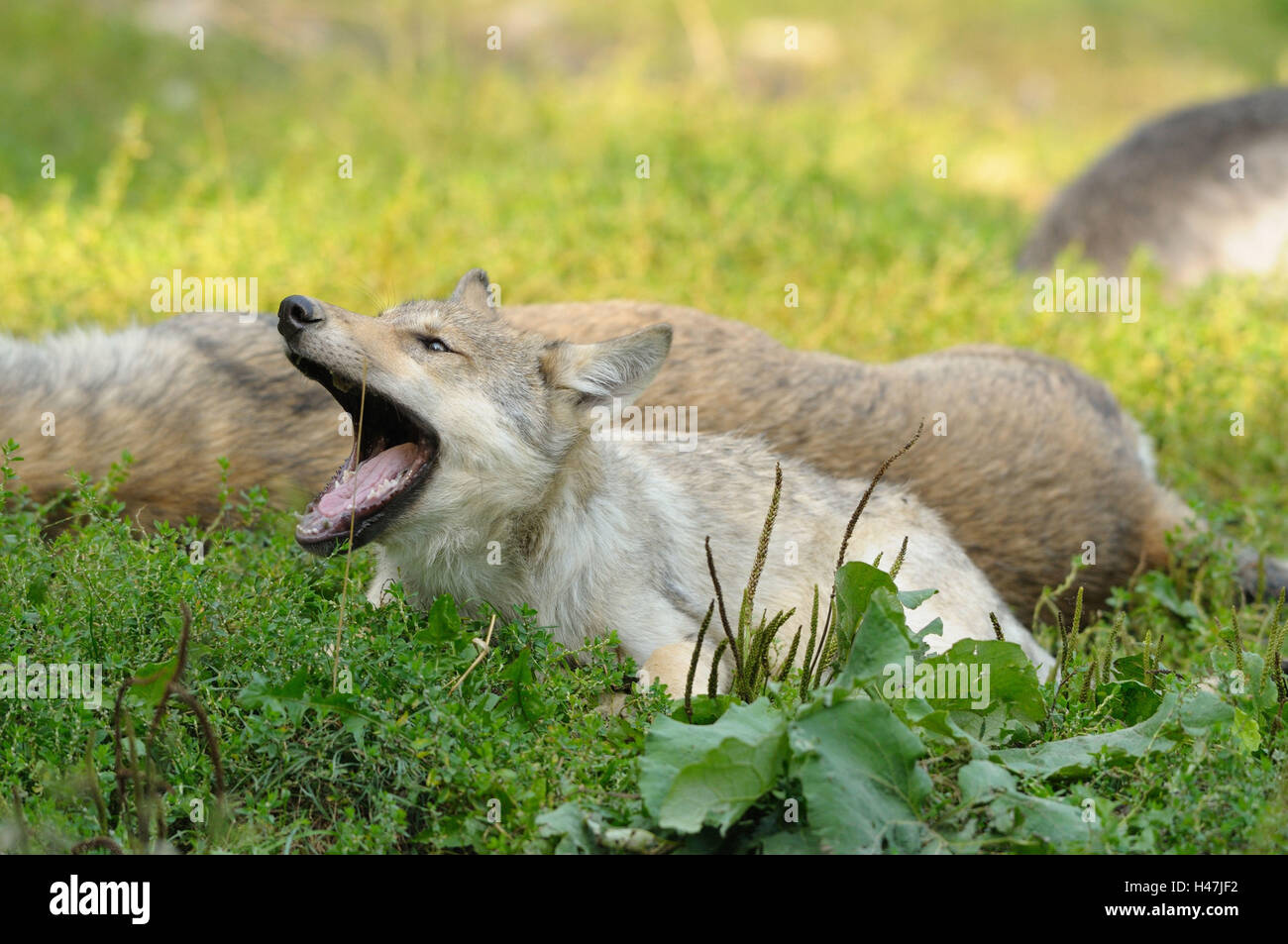 Timber wolfs hi-res stock photography and images - Alamy