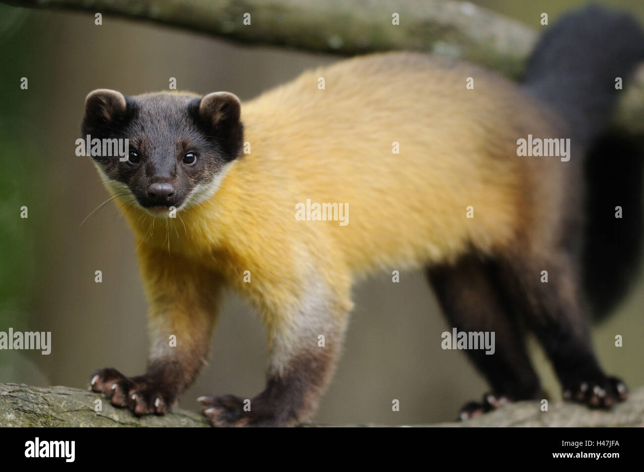 Real coloured martens hi-res stock photography and images - Alamy