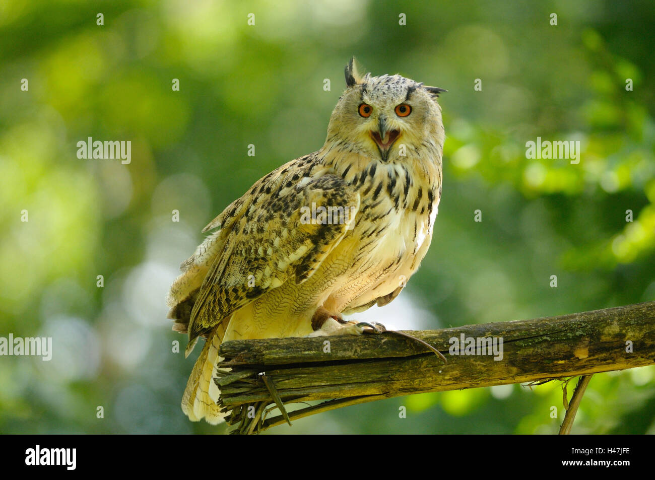 Western Siberian Eagle-owl, bubo bubo sibiricus, branch, side view ...