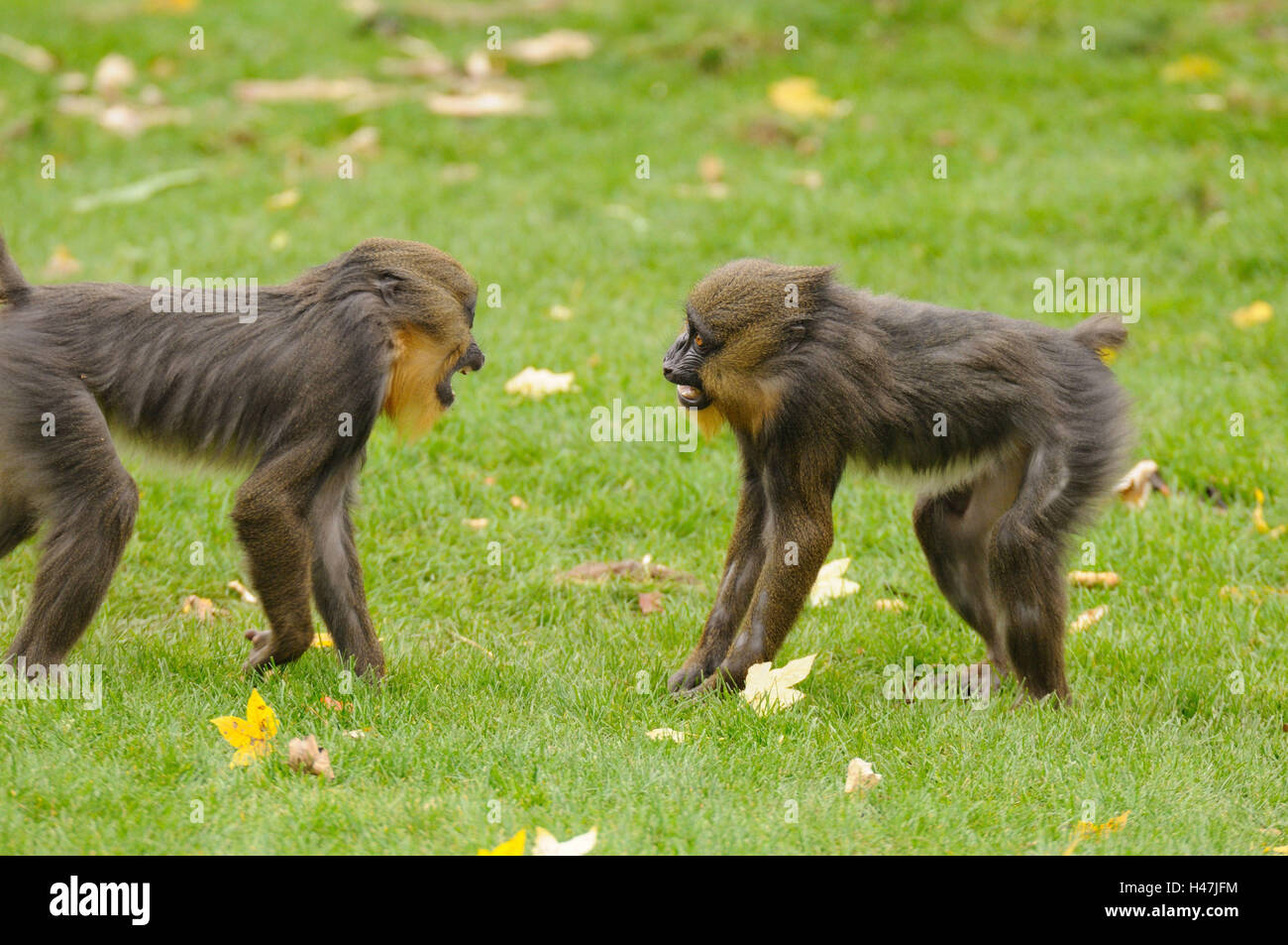 Mandrill, Mandrillus sphinx, meadow, side view, stand Stock Photo - Alamy