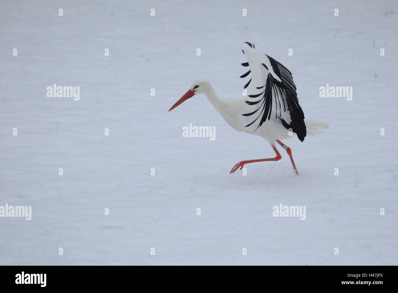 Stork in side view hi-res stock photography and images - Alamy