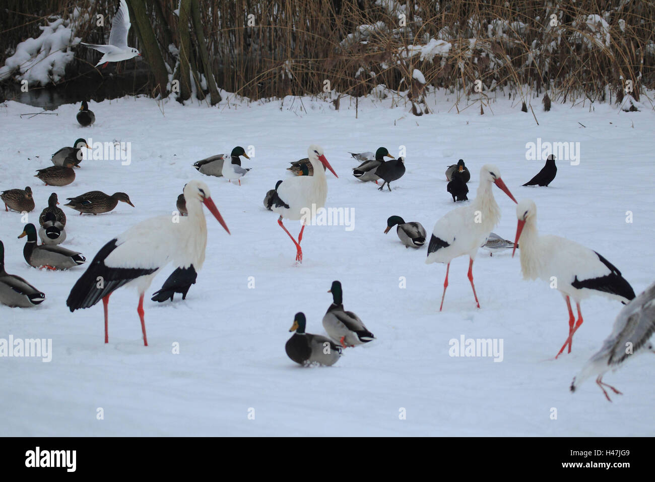 Group of storks in hi-res stock photography and images - Alamy