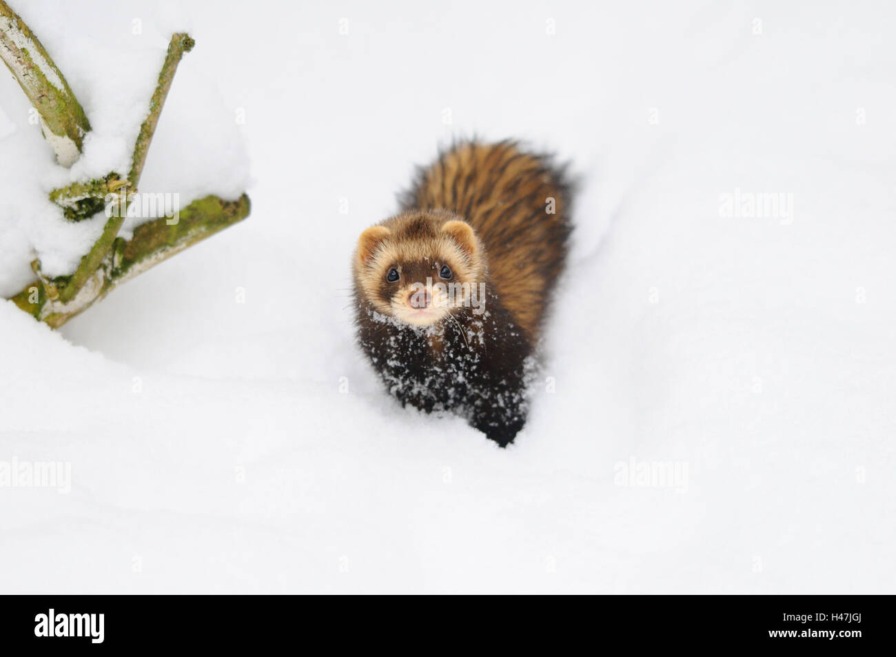 European polecat snow hi-res stock photography and images - Alamy