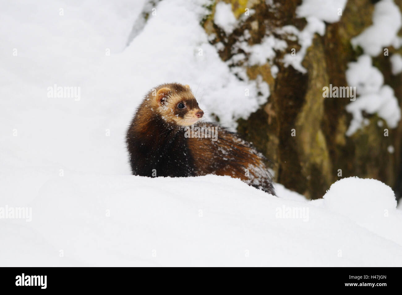 European polecat, Mustela putorius, snow, side view, stand Stock Photo ...