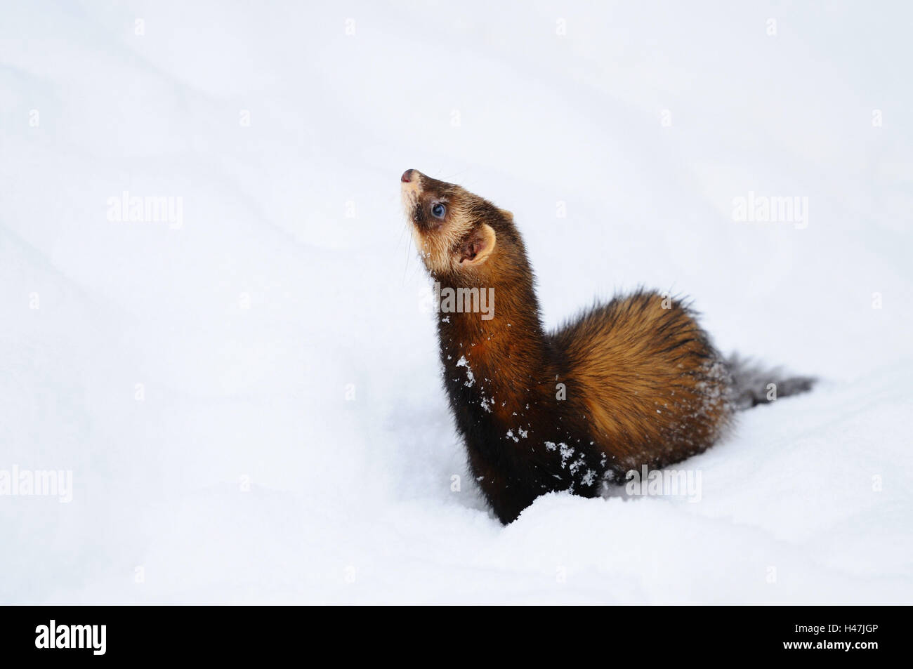European polecat snow hi-res stock photography and images - Alamy
