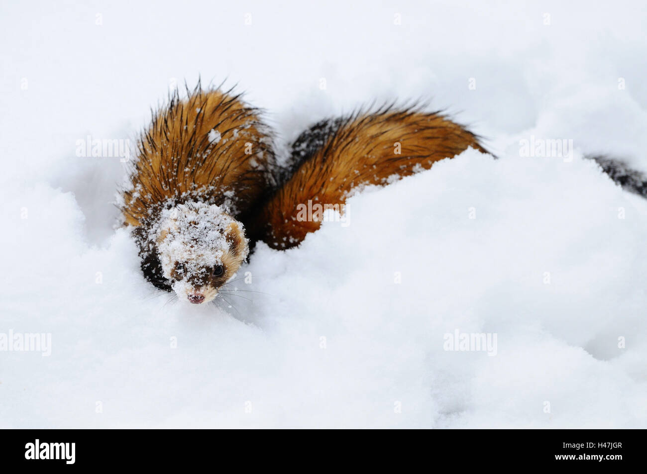 European Polecat Winter Stock Photos & European Polecat Winter Stock ...