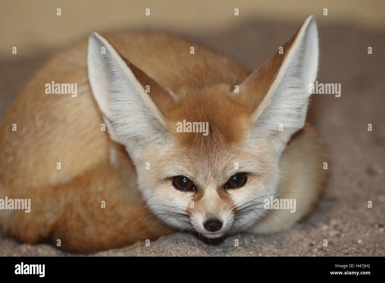 Fennek fox hi-res stock photography and images - Alamy