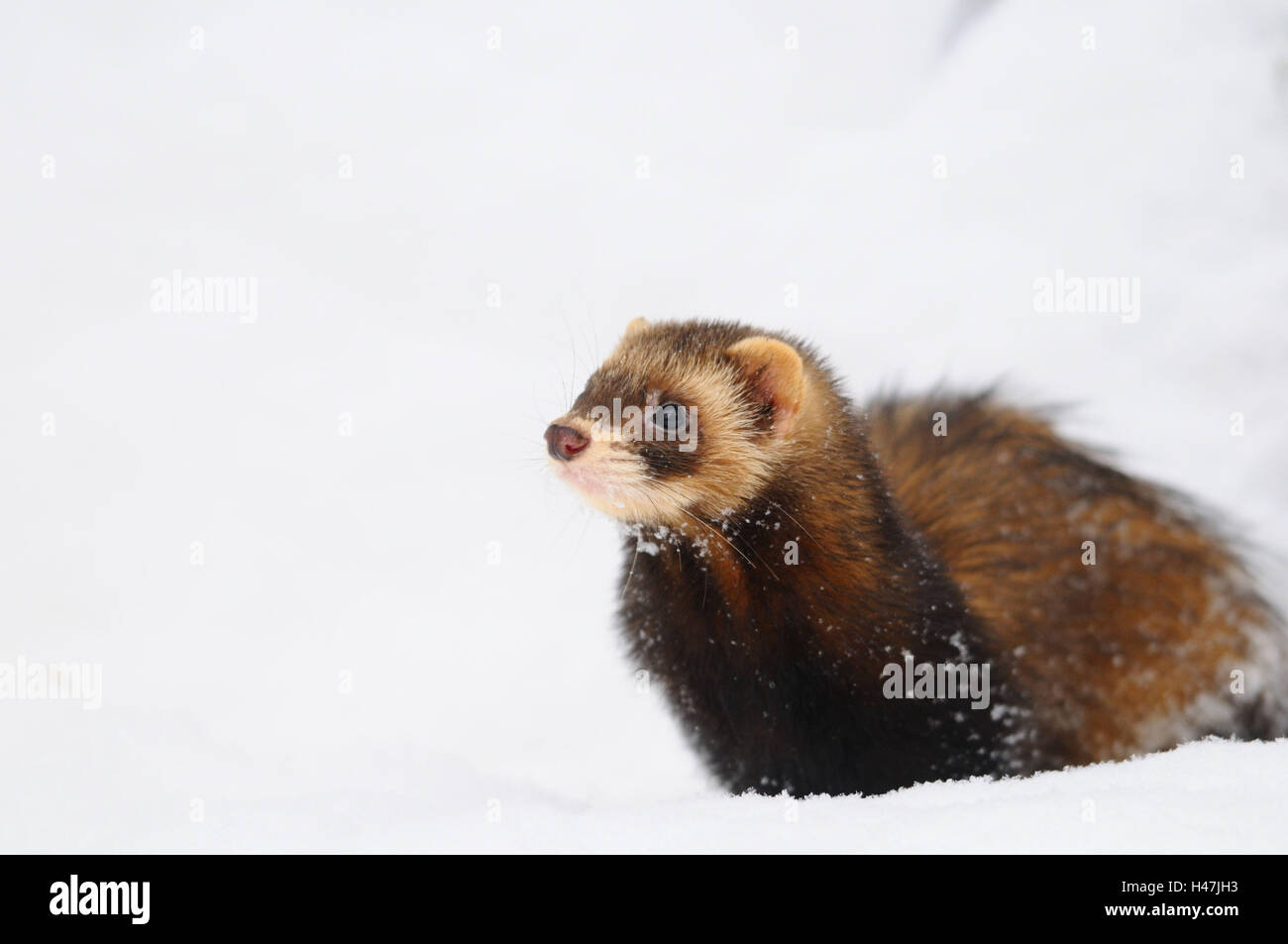 European polecat, Mustela putorius, snow, side view, stand Stock Photo ...