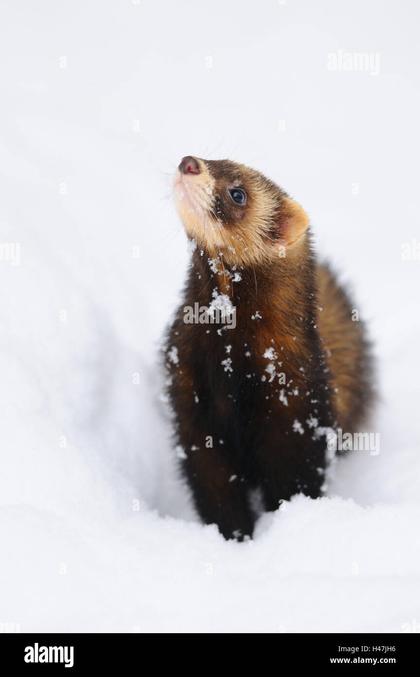 European polecat snow hi-res stock photography and images - Alamy