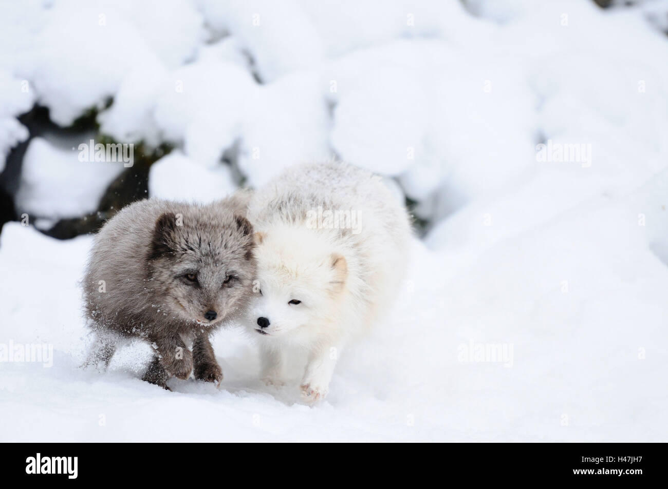 Arctic fox snow water hi-res stock photography and images - Alamy