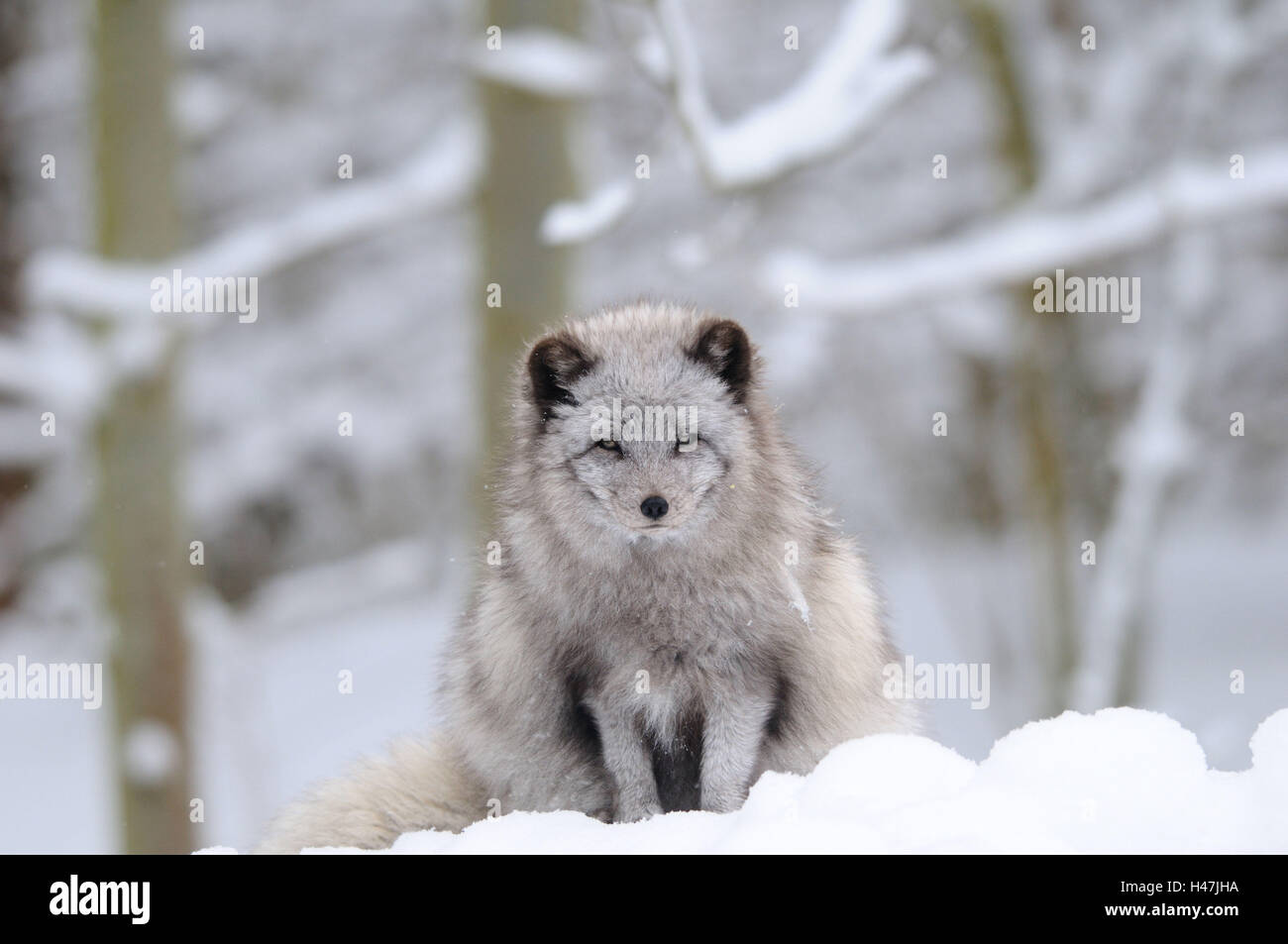 Polar Arctic Fox