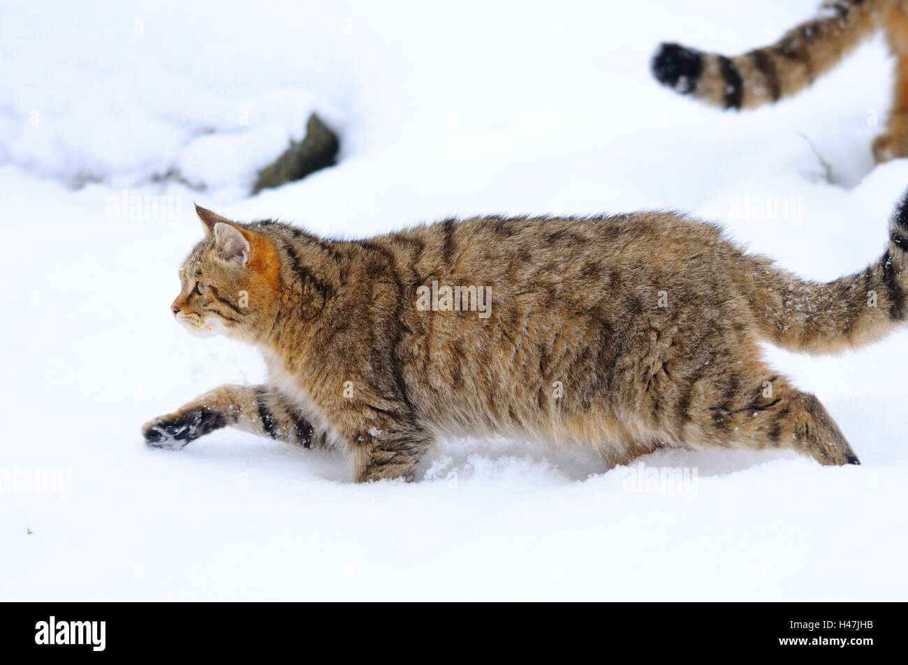 European wildcat, Felis silvestris silvestris, snow, side view, run ...