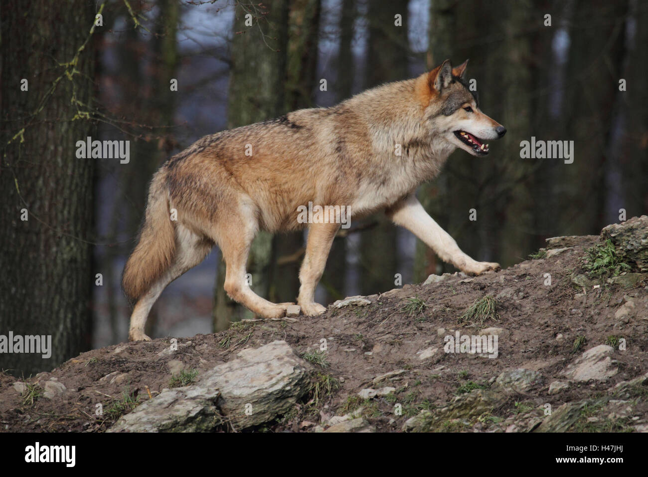 Wolf germany wild hi-res stock photography and images - Alamy