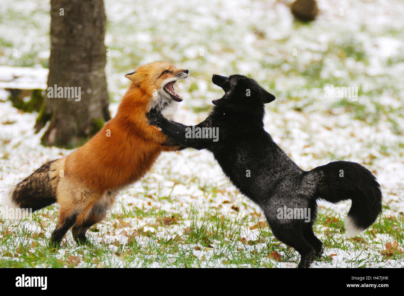 Two male red fox hi-res stock photography and images - Alamy